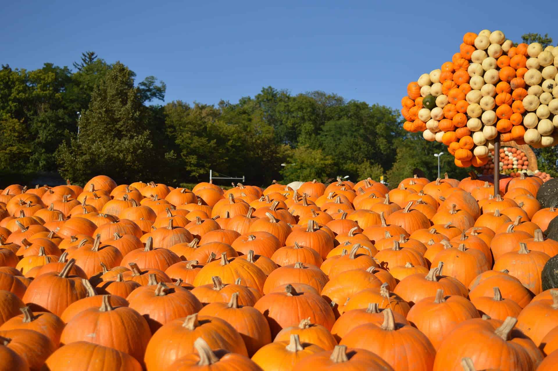 Pumpkin Festival – Aggieland Farmers Market